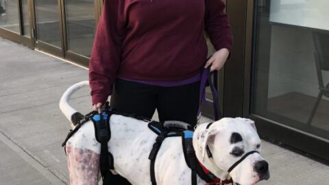 Foster a Dog - hart Edmonton