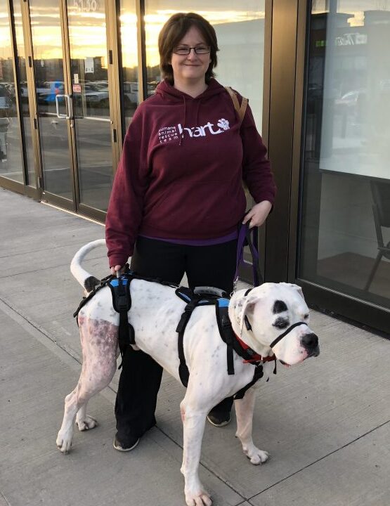 Foster a Dog - hart Edmonton