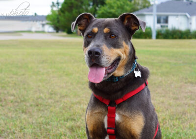 Adopt a Dog - hart edmonton