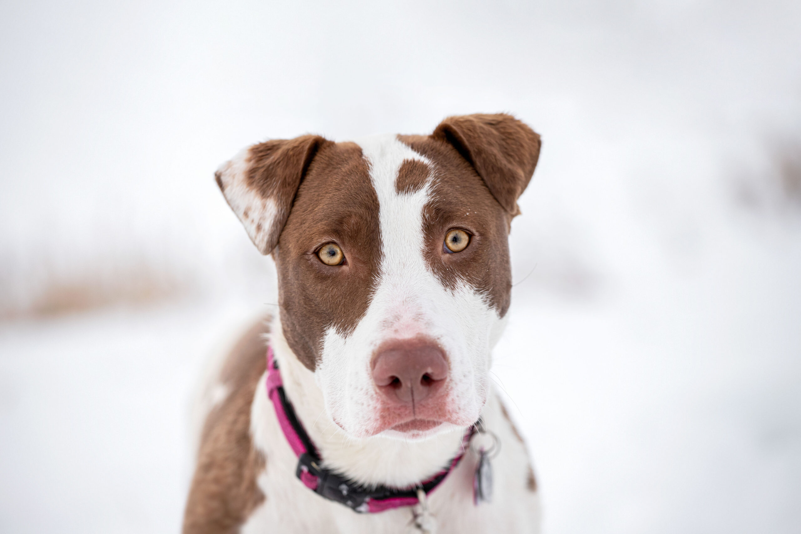Adopt a Dog - hart edmonton