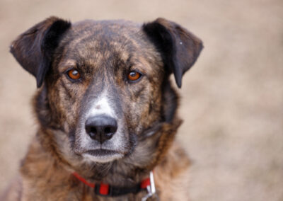 Adopt a Dog - hart edmonton