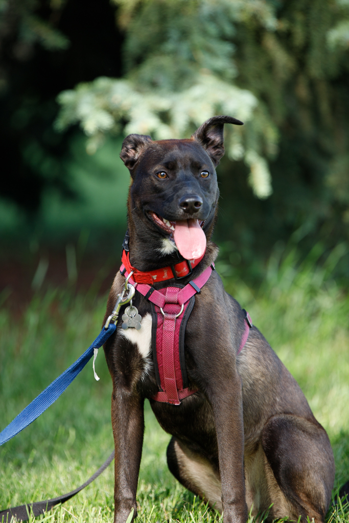 Adopt a Dog - hart edmonton