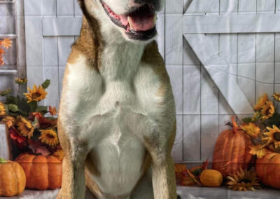 Adopt a Dog - hart edmonton