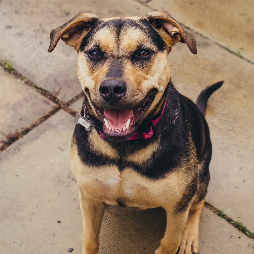 Adopt a Dog - hart edmonton