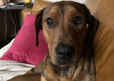 Adopt a Dog - hart edmonton