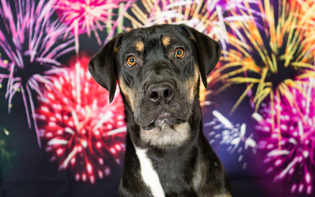 Ready for Adoption - hart