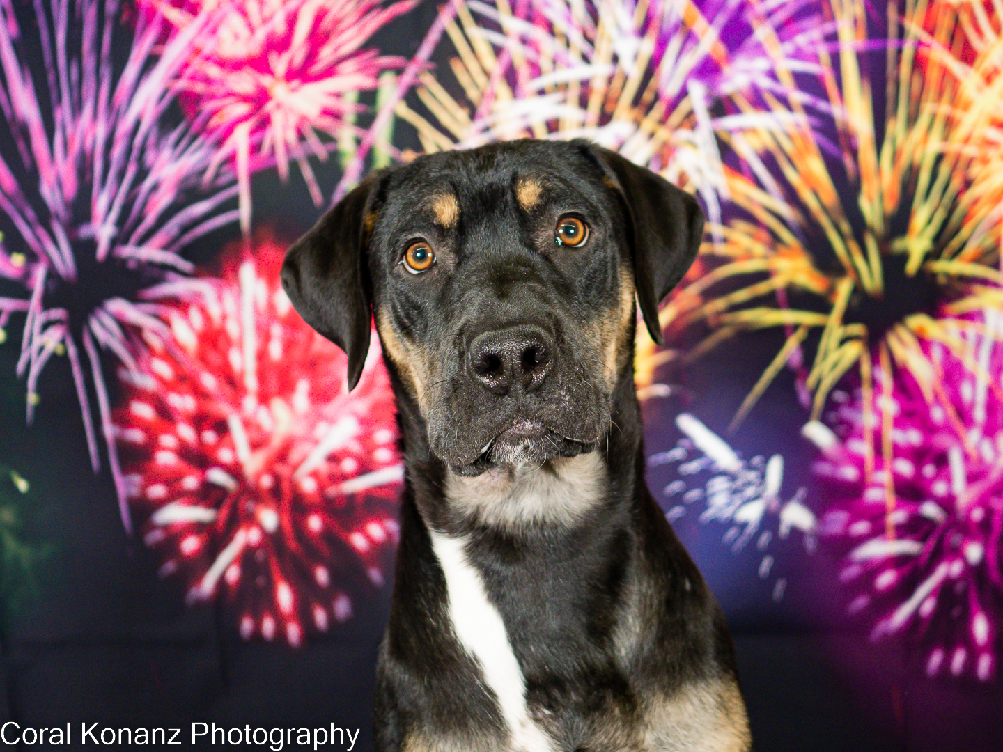 Adopt a Dog - hart edmonton