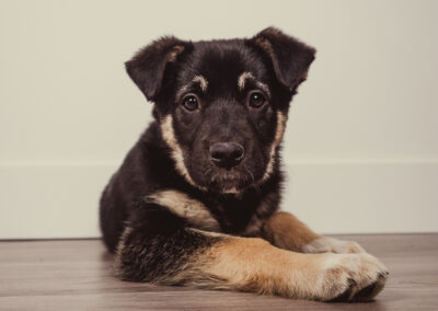 Adopt a Dog - hart edmonton