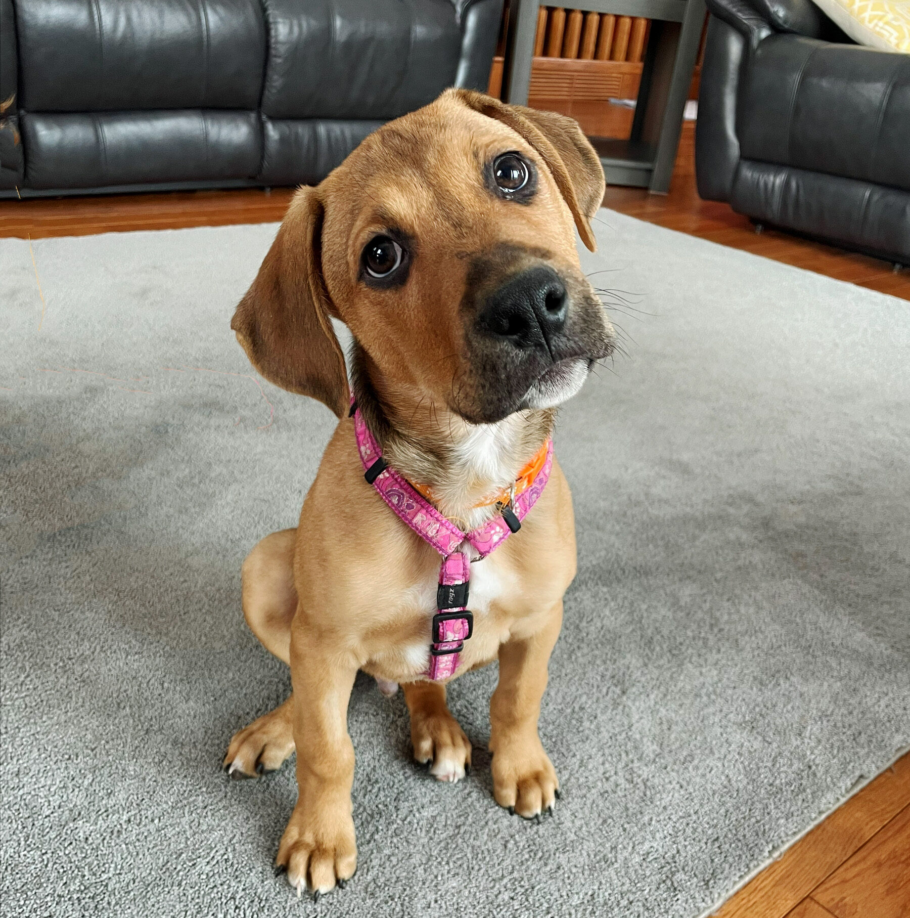 Adopt a Dog - hart edmonton