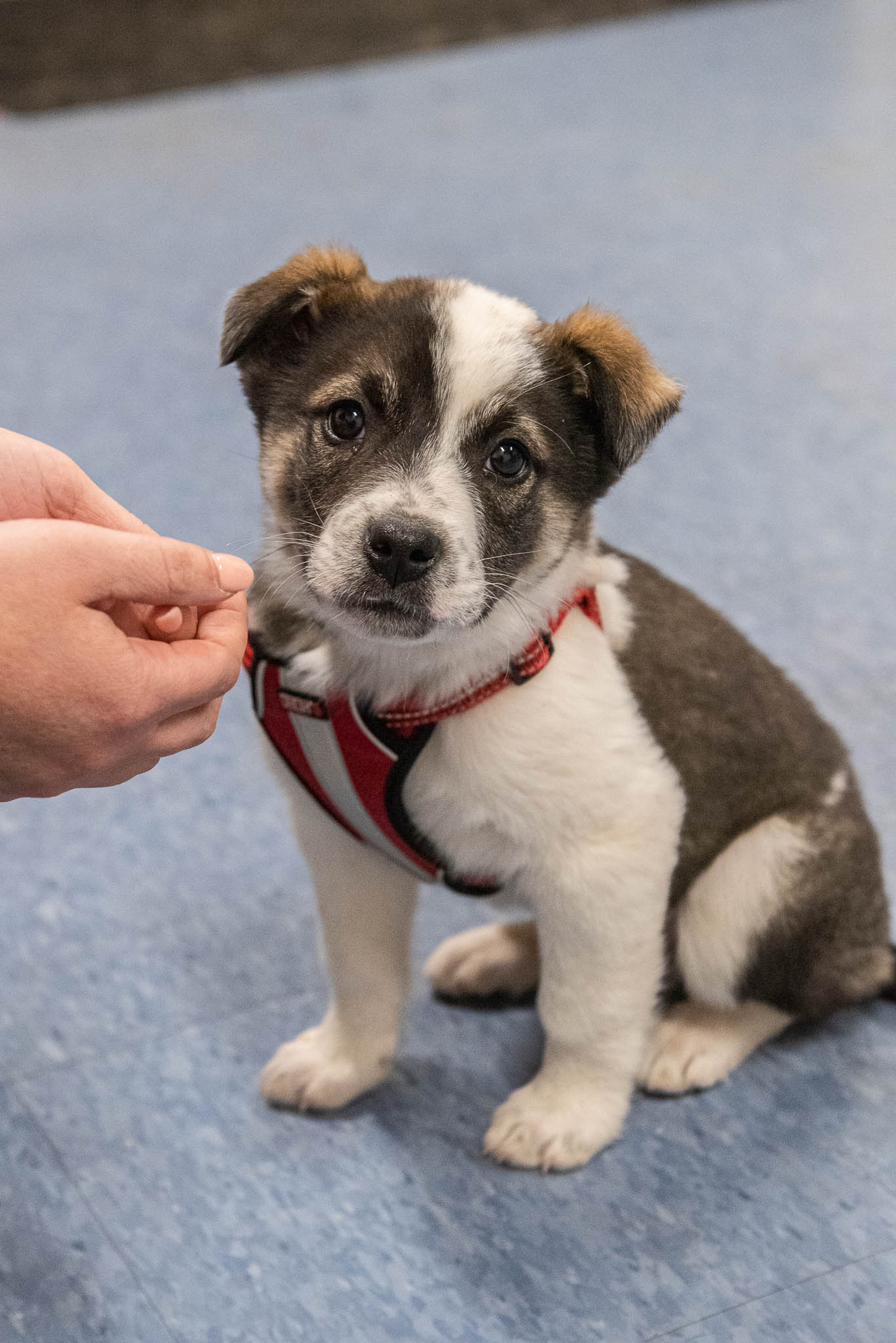 Adopt a Dog - hart edmonton