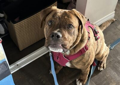 Adopt a Dog - hart edmonton