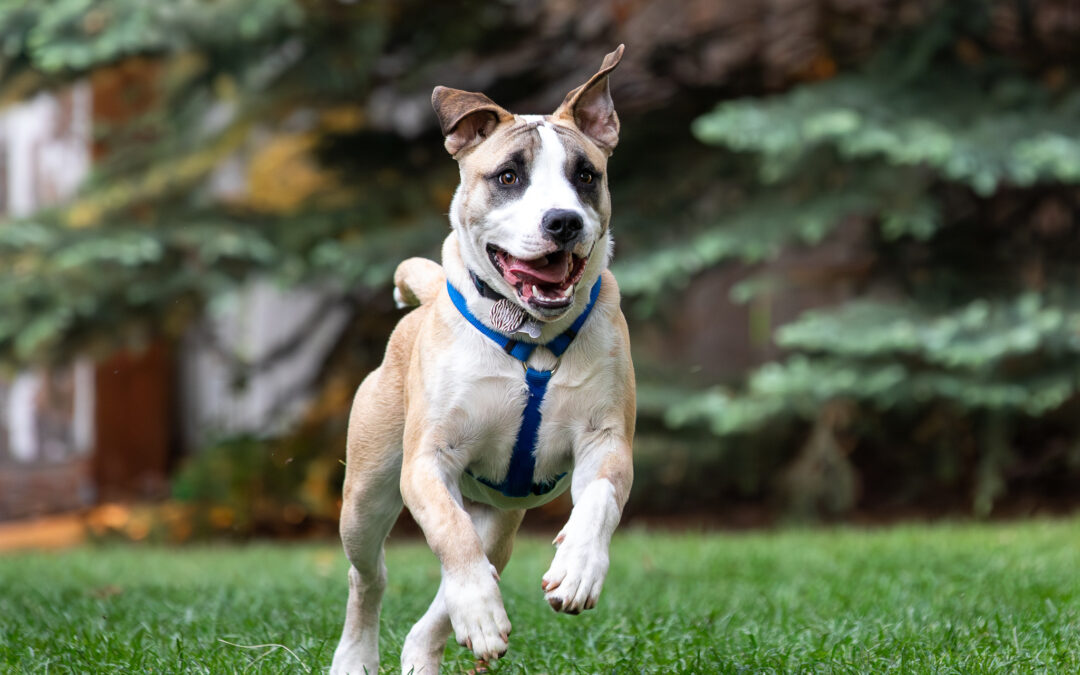 Ready for Adoption - hart