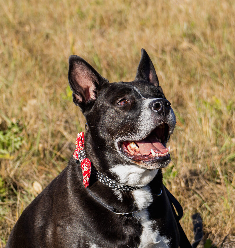 Kingston 2015-084 - hart