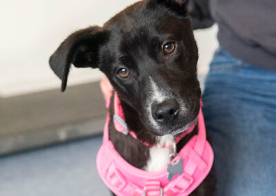 Adopt a Dog - hart edmonton