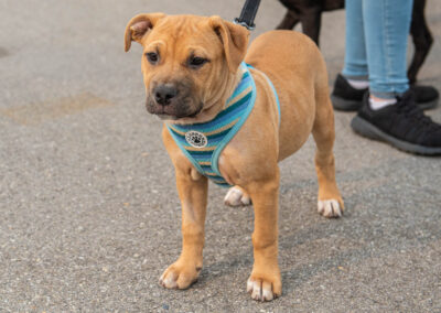 Adopt a Dog - hart edmonton