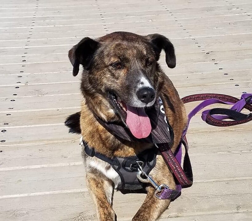 Shirley 2017-068 - hart