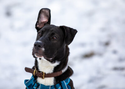 Adopt a Dog - hart edmonton