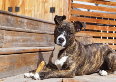 Adopt a Dog - hart edmonton