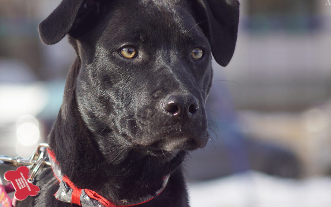 Ready for Adoption - hart