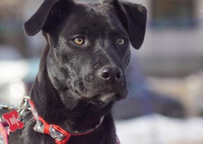 Adopt a Dog - hart edmonton