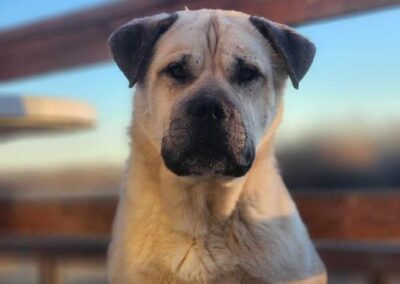 Adopt a Dog - hart edmonton