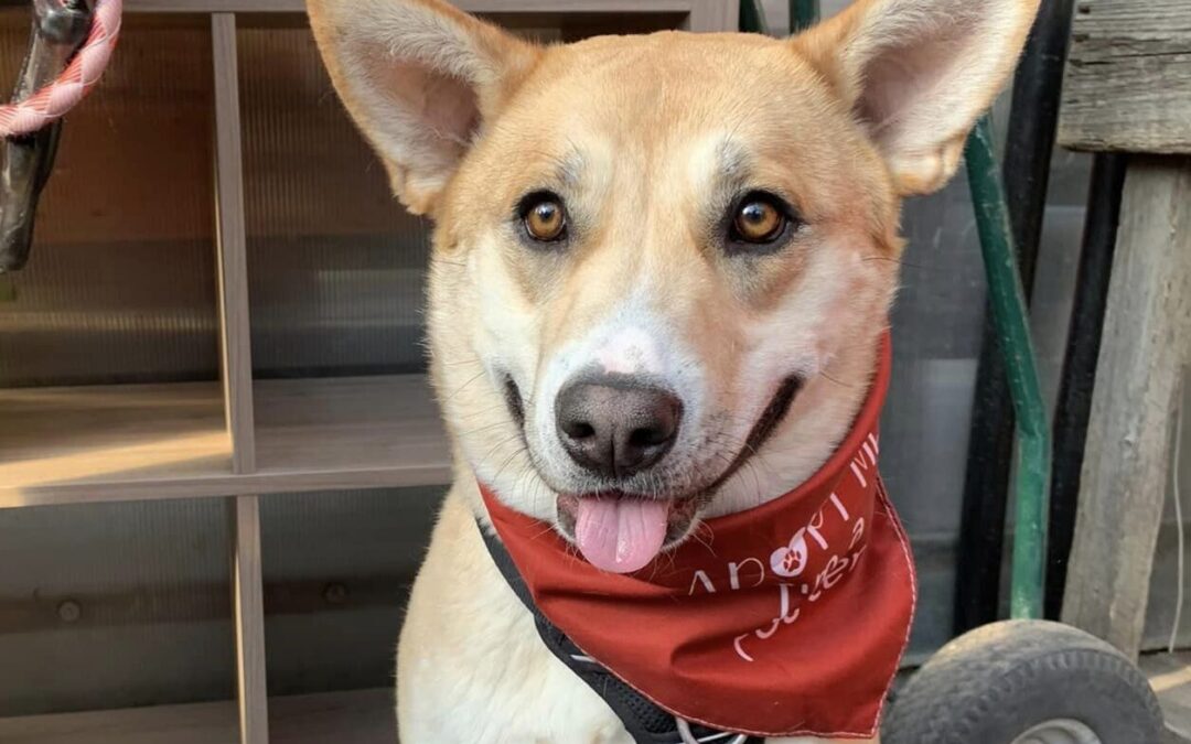 Ready for Adoption - hart