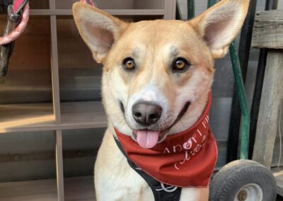 Adopt a Dog - hart edmonton