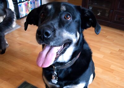 Adopt a Dog - hart edmonton