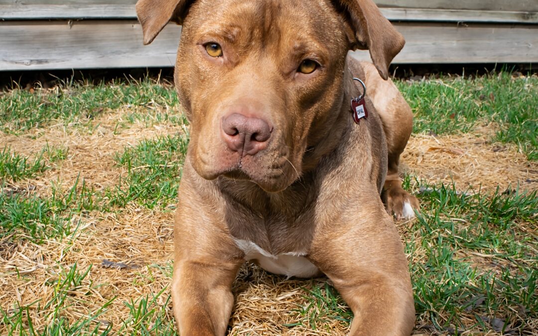 Ready for Adoption - hart