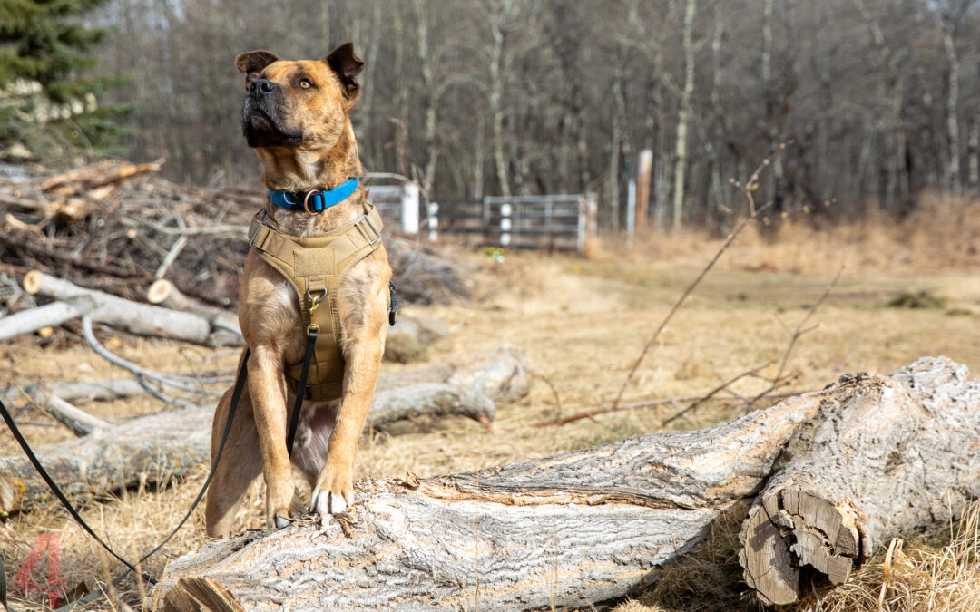 Ready for Adoption - hart