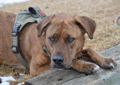 Adopt a Dog - hart edmonton