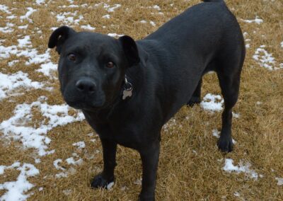 Adopt a Dog - hart edmonton