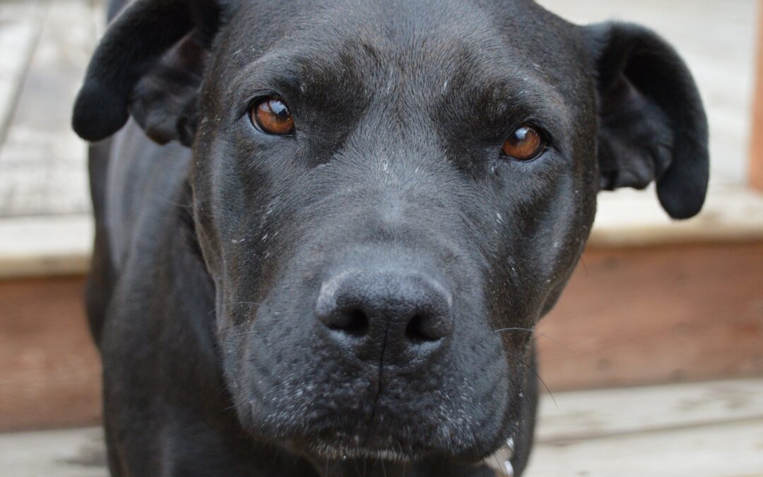 Ready for Adoption - hart