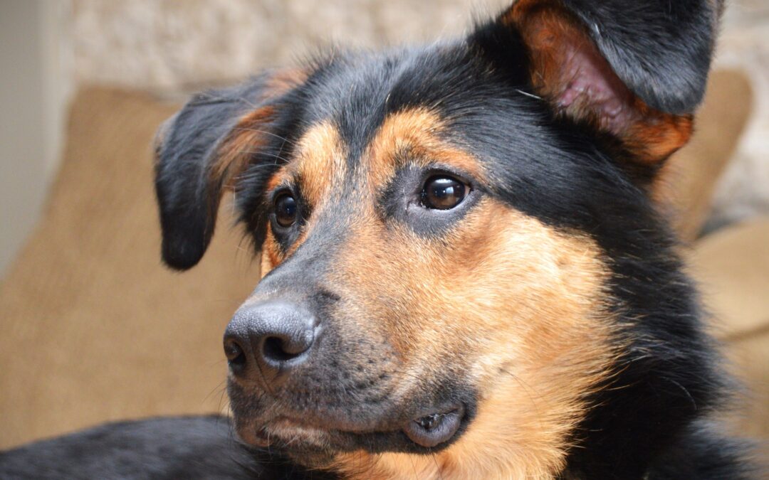 Ready for Adoption - hart