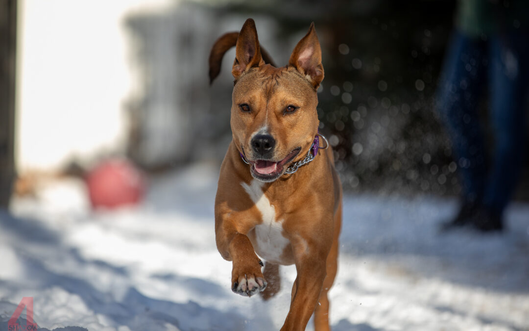 Ready for Adoption - hart