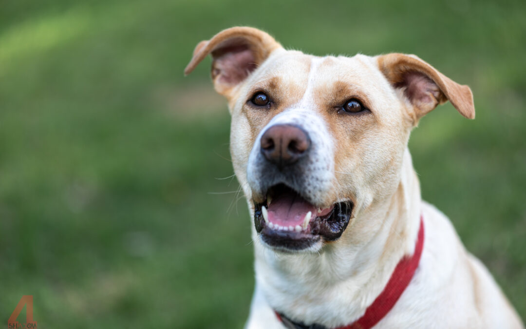 Projects Archive - hart