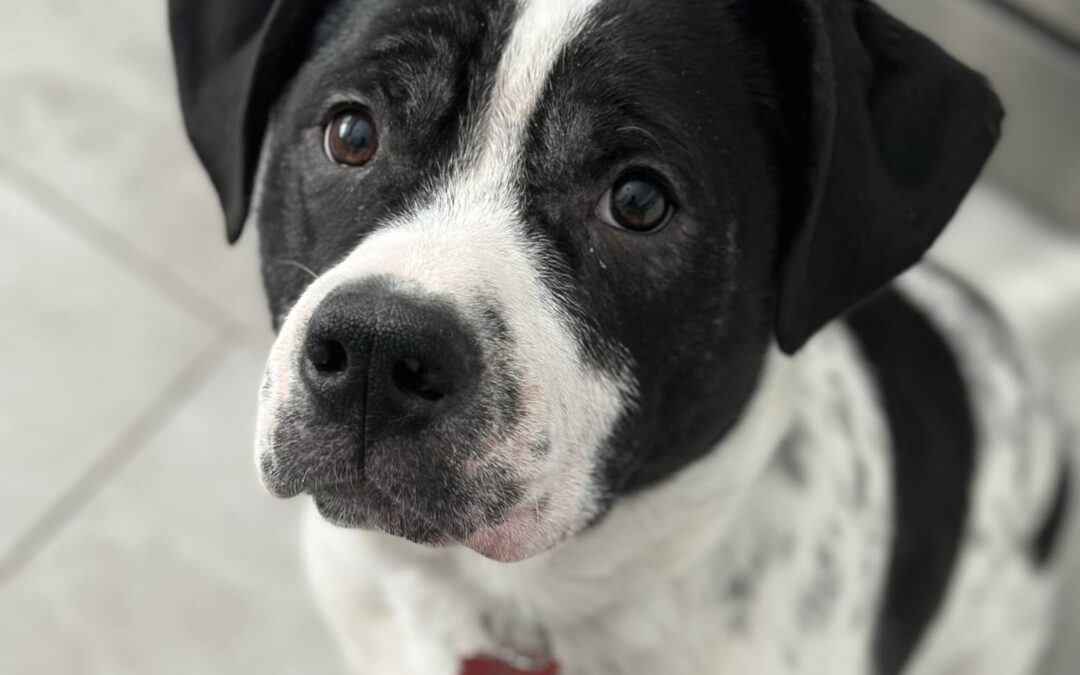 Ready for Adoption - hart