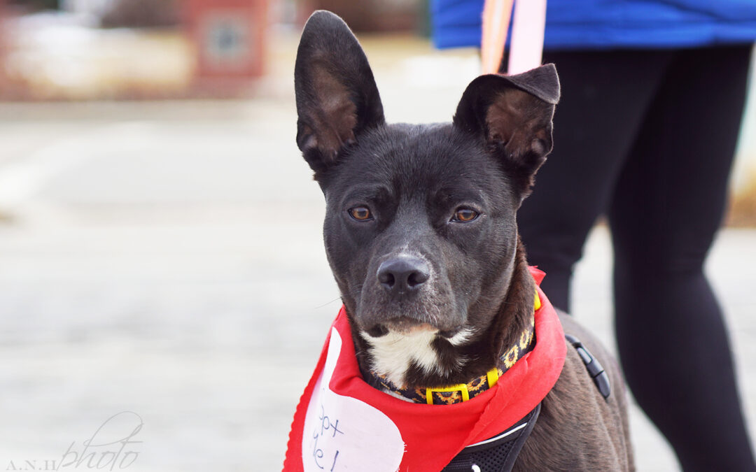 Ready for Adoption - hart