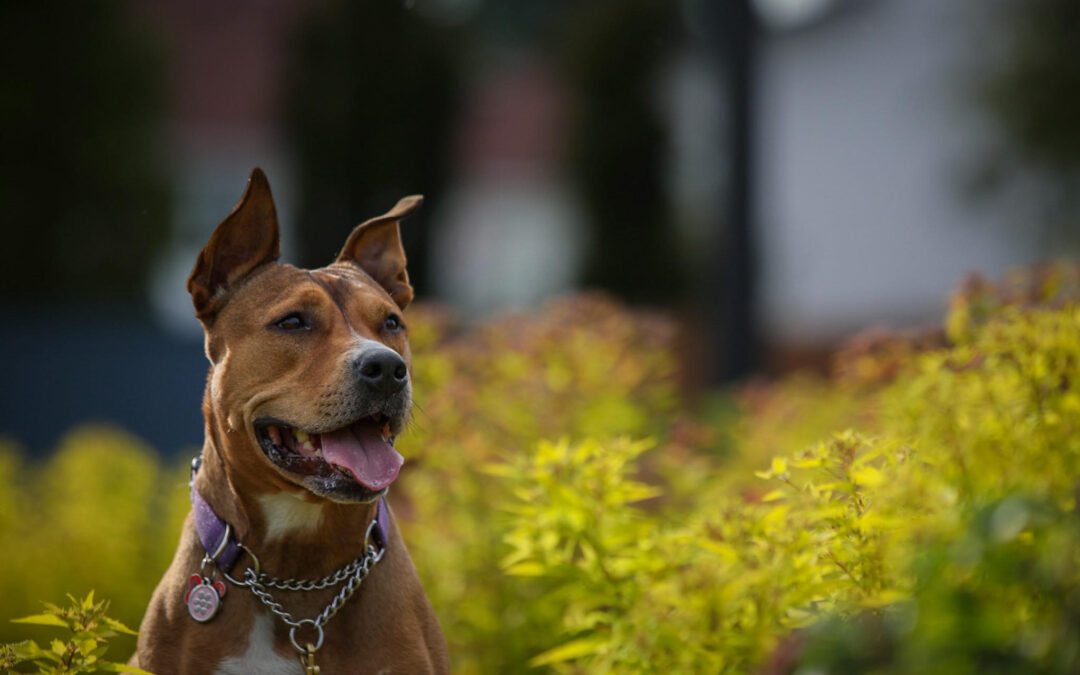 Ready for Adoption - hart