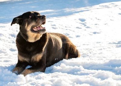 Adopt a Dog - hart edmonton